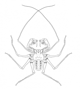Fossil Focus: Arachnida – PALAEONTOLOGY[online]