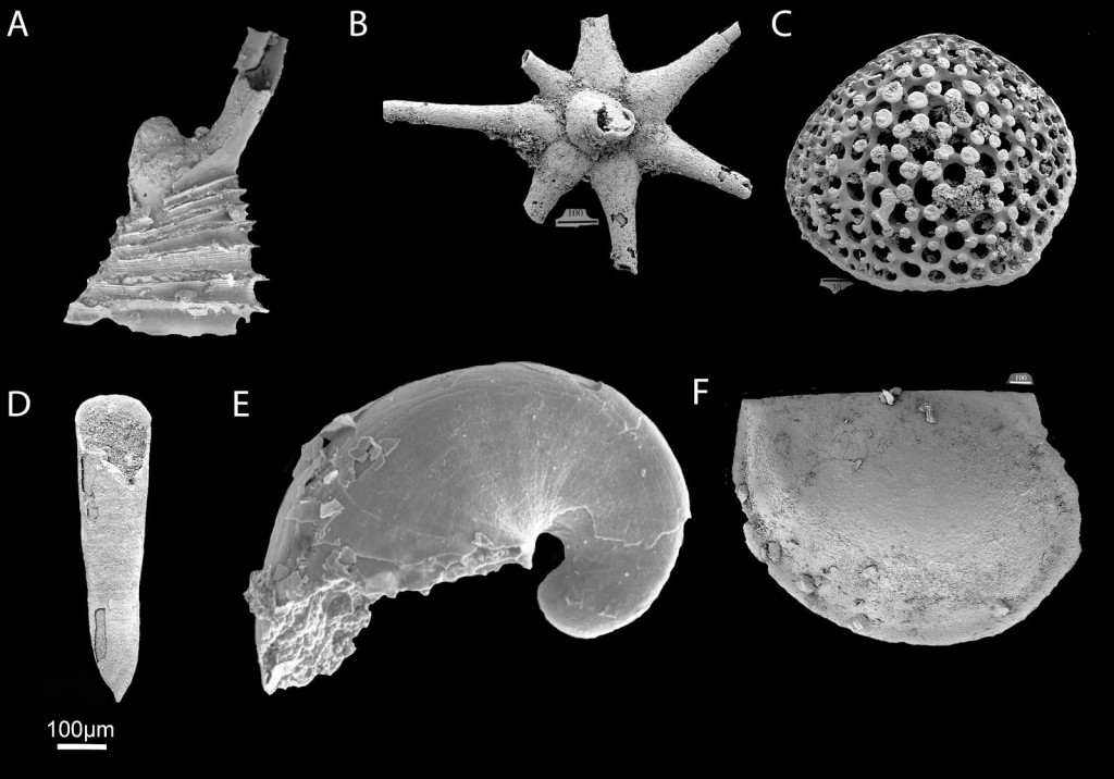 Fossil Focus: The place of small shelly fossils in the Cambrian ...