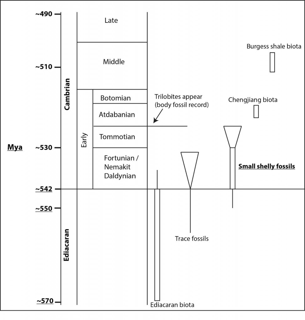 Fossil Focus: The place of small shelly fossils in the Cambrian ...