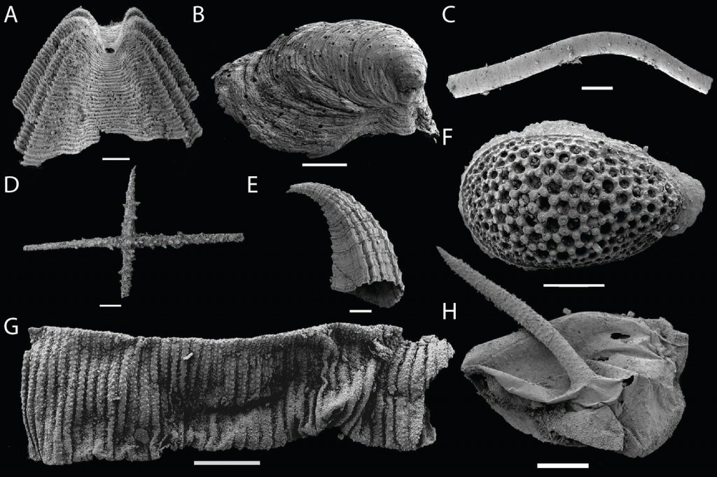 Fossil Focus: The place of small shelly fossils in the Cambrian ...