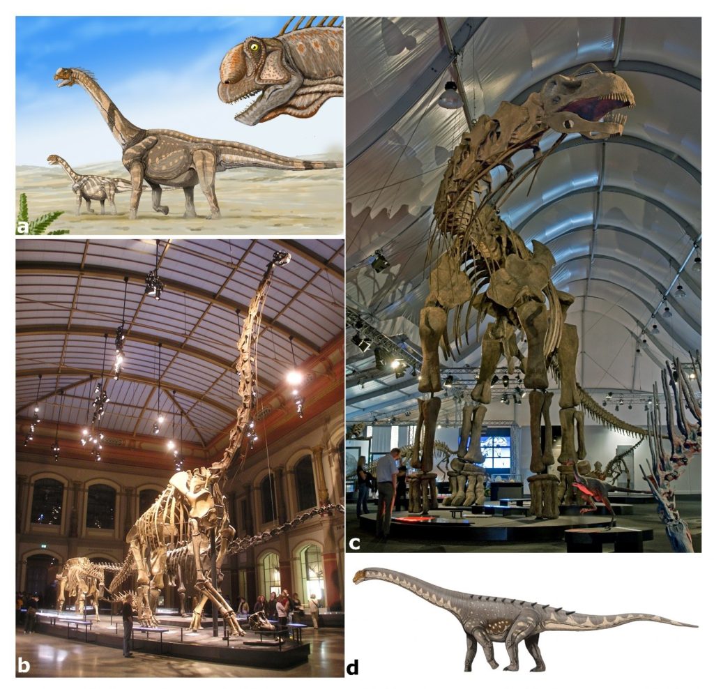 Fossil Focus: Sauropodomorpha – PALAEONTOLOGY[online]