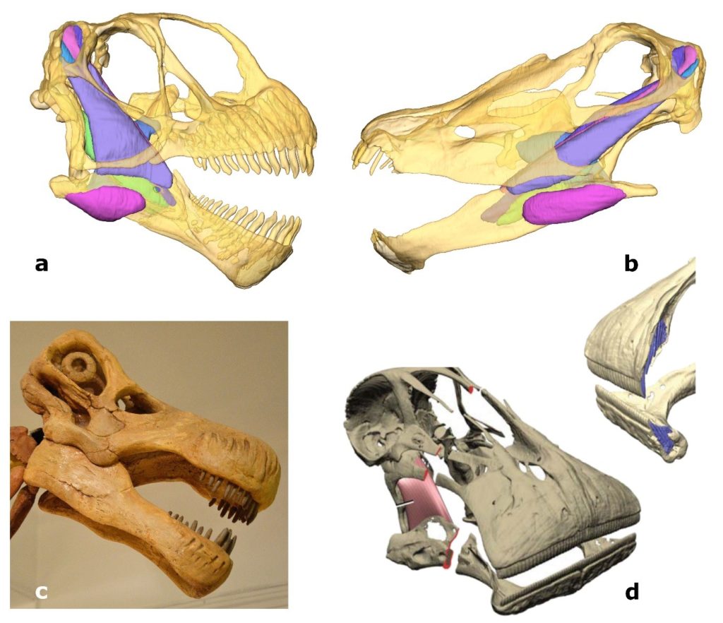 Fossil Focus: Sauropodomorpha – PALAEONTOLOGY[online]