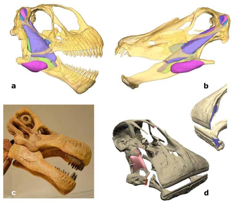 Fossil Focus: Sauropodomorpha – PALAEONTOLOGY[online]