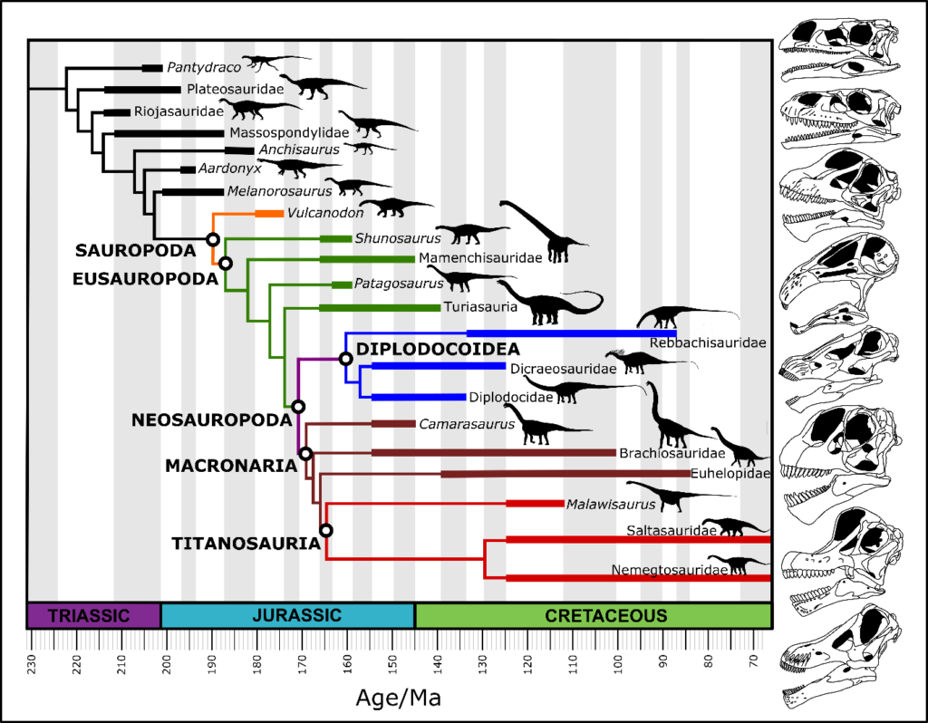 Fossil Focus: Sauropodomorpha – PALAEONTOLOGY[online]