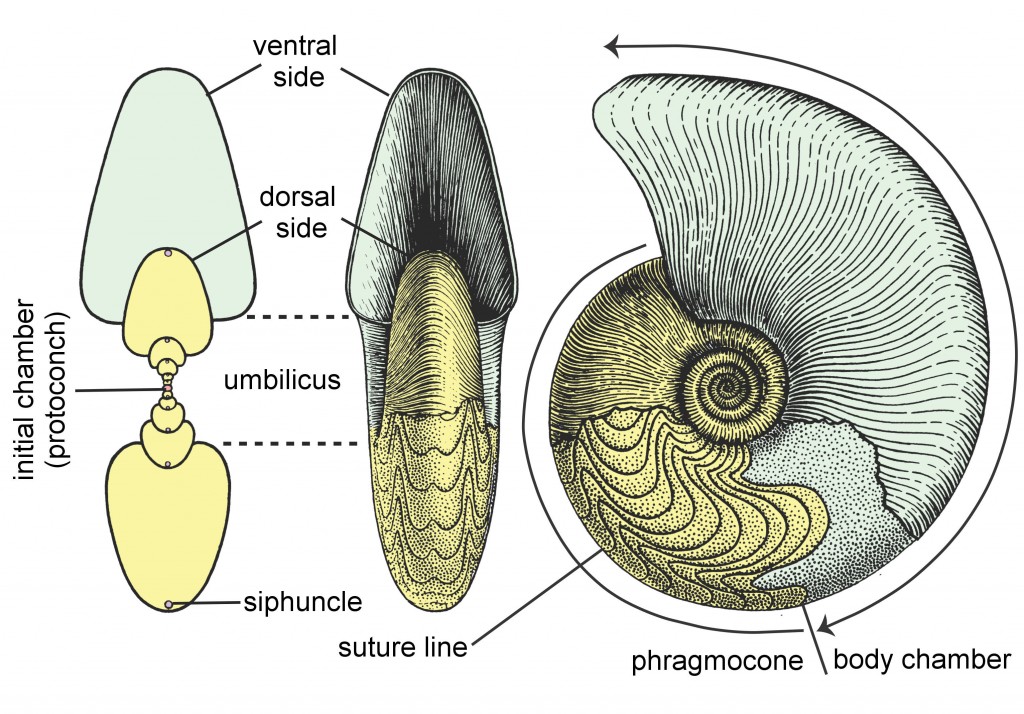 Fossil Focus: Ammonoids – PALAEONTOLOGY[online]
