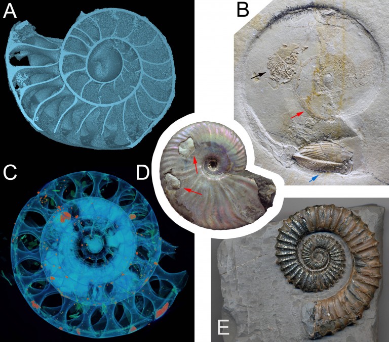 Fossil Focus: Ammonoids – PALAEONTOLOGY[online]