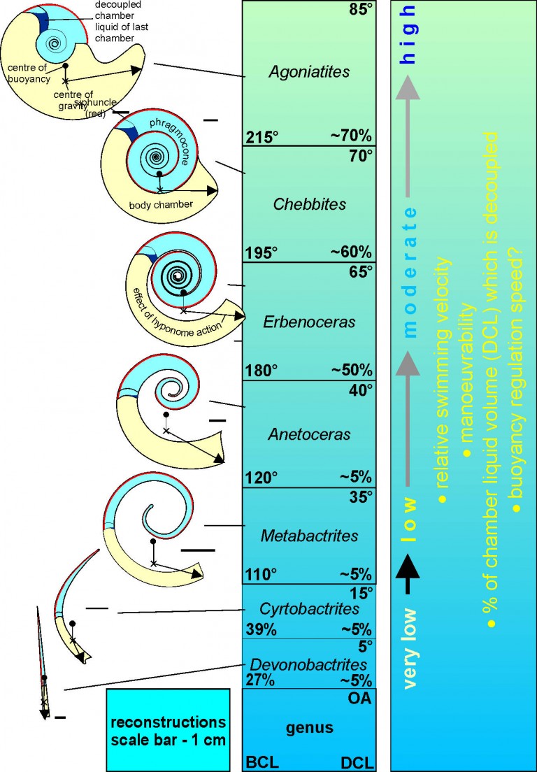 Fossil Focus: Ammonoids – PALAEONTOLOGY[online]