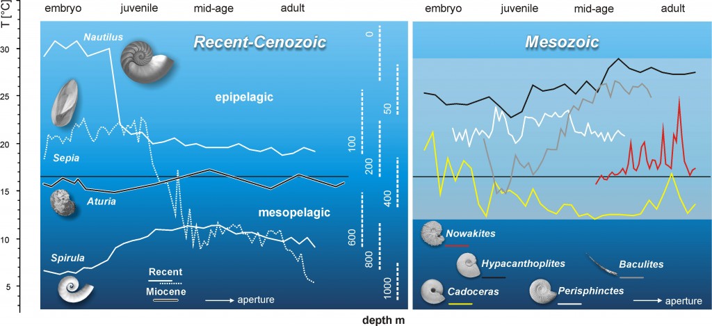 Fossil Focus: Ammonoids – PALAEONTOLOGY[online]