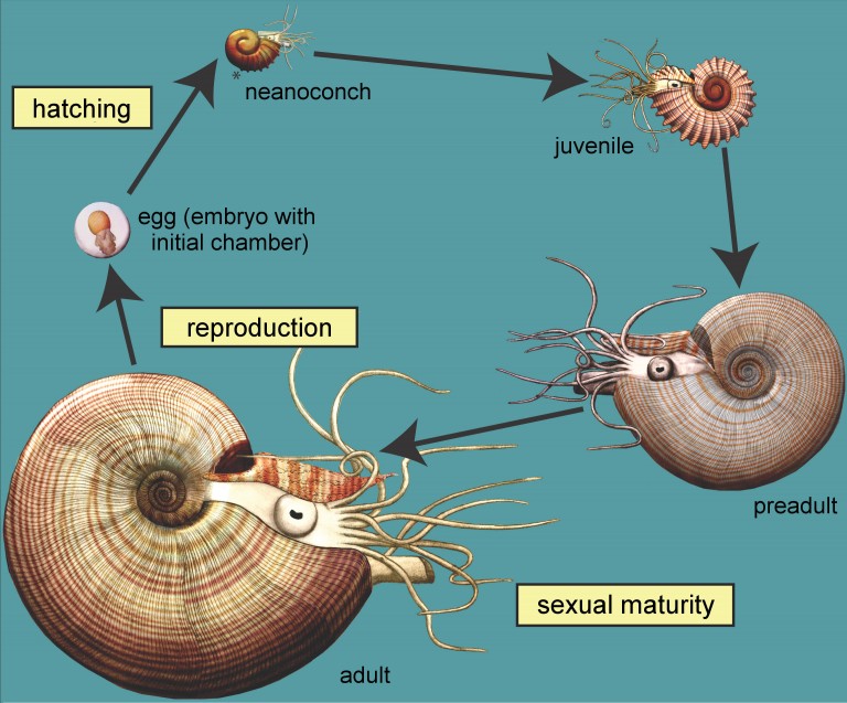 Fossil Focus: Ammonoids – PALAEONTOLOGY[online]
