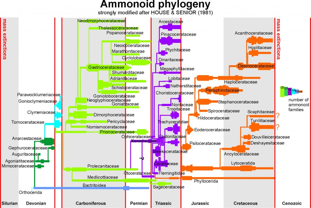 Fossil Focus: Ammonoids – PALAEONTOLOGY[online]