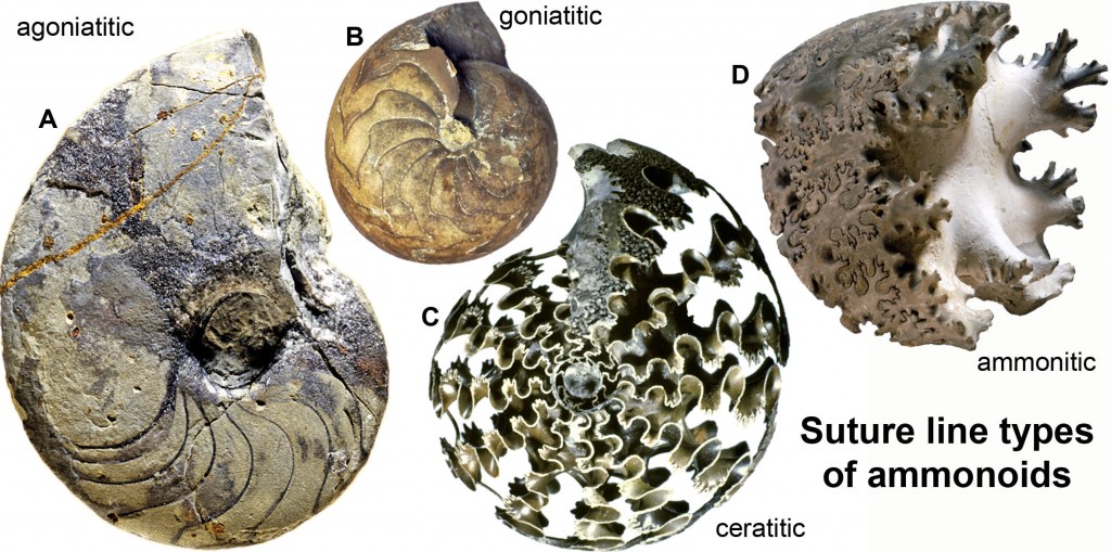 Fossil Focus: Ammonoids – PALAEONTOLOGY[online]