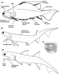 Fossil focus: Acanthodians – PALAEONTOLOGY[online]