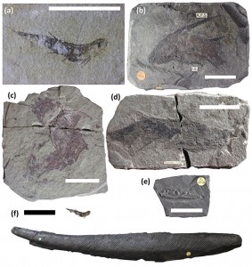 Fossil focus: Acanthodians – PALAEONTOLOGY[online]