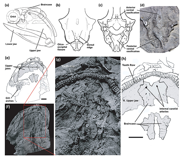 Fossil focus: Acanthodians – PALAEONTOLOGY[online]