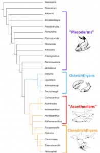 Fossil focus: Acanthodians – PALAEONTOLOGY[online]
