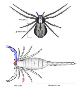 Fossil Focus: Arachnida – PALAEONTOLOGY[online]