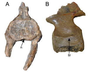 Fossil Focus: Elasmosaurs – PALAEONTOLOGY[online]