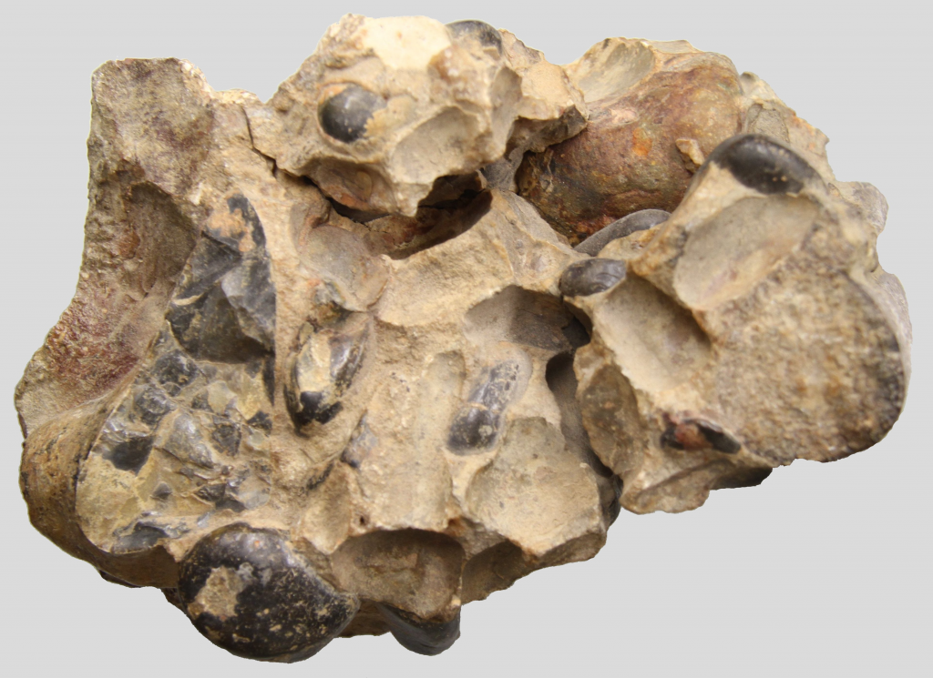 Fossil Focus: Elasmosaurs – PALAEONTOLOGY[online]