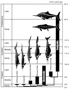Fossil Focus: Ichthyosaurs – PALAEONTOLOGY[online]