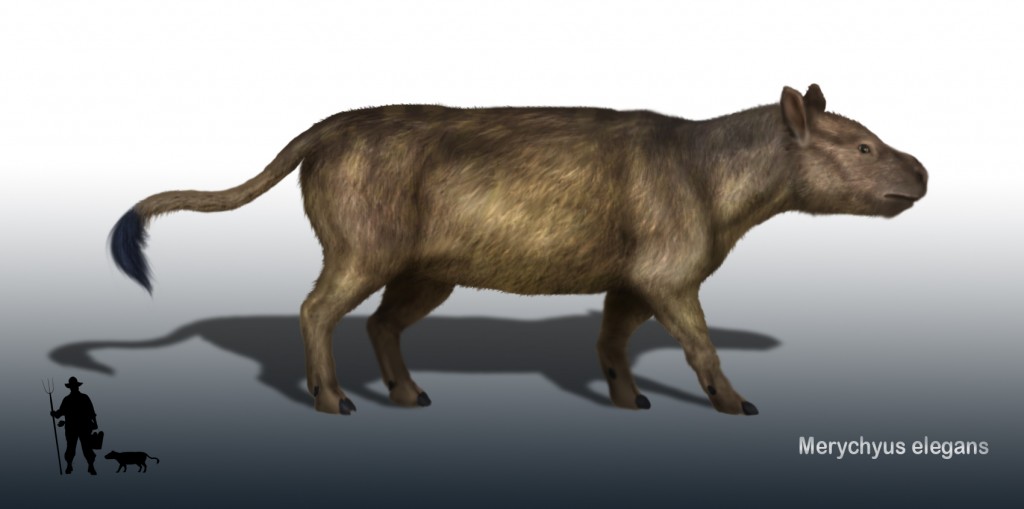 Fossil Focus: Oreodonts – PALAEONTOLOGY[online]