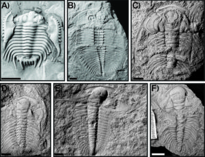 Patterns in Palaeontology: How and why did the arthropod shed its skin ...