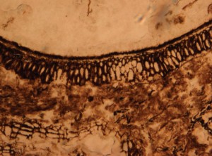 Fossil Focus: Coal swamps – PALAEONTOLOGY[online]