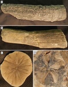 Fossil Focus: Coal swamps – PALAEONTOLOGY[online]