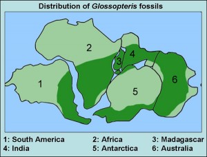Fossil Focus: Coal swamps – PALAEONTOLOGY[online]
