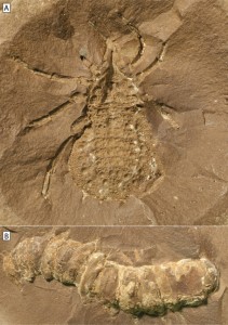 Fossil Focus: Coal swamps – PALAEONTOLOGY[online]