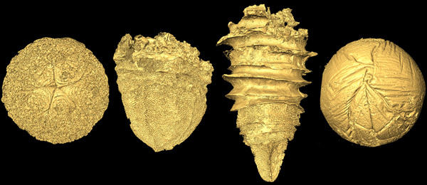 Fossil Focus: Animal embryos – PALAEONTOLOGY[online]