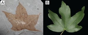 Fossil Focus: Using Plant Fossils to Understand Past Climates and ...