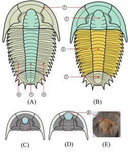 Fossil Focus: Trilobites – PALAEONTOLOGY[online]