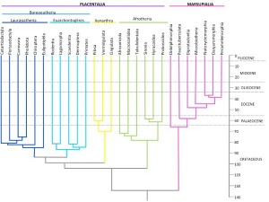 Fossil Focus: Marsupial evolution – A limited story? – PALAEONTOLOGY ...