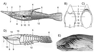 Fossil Focus: Heterostraci – PALAEONTOLOGY[online]