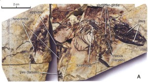 Fossil Focus: Marsupial evolution – A limited story? – PALAEONTOLOGY ...