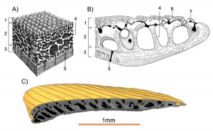 Fossil Focus: Heterostraci – PALAEONTOLOGY[online]
