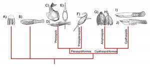 Fossil Focus: Heterostraci – PALAEONTOLOGY[online]