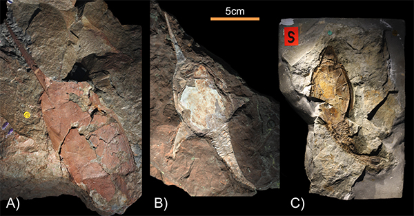 Fossil Focus: Heterostraci – PALAEONTOLOGY[online]