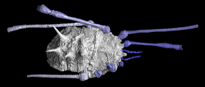 Fossil Focus: Arachnida – PALAEONTOLOGY[online]