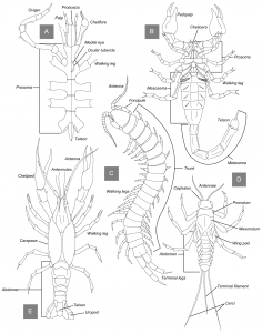 Fossil Focus: Cambrian arthropods – PALAEONTOLOGY[online]
