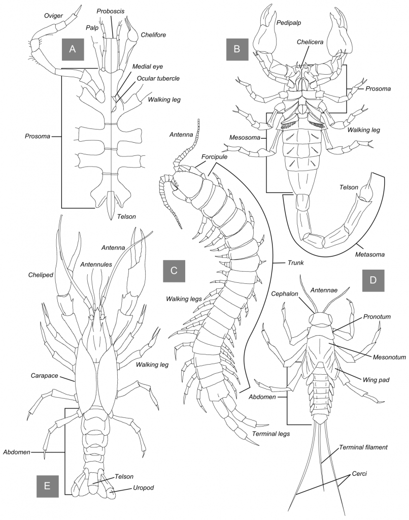 Fossil Focus: Cambrian arthropods – PALAEONTOLOGY[online]
