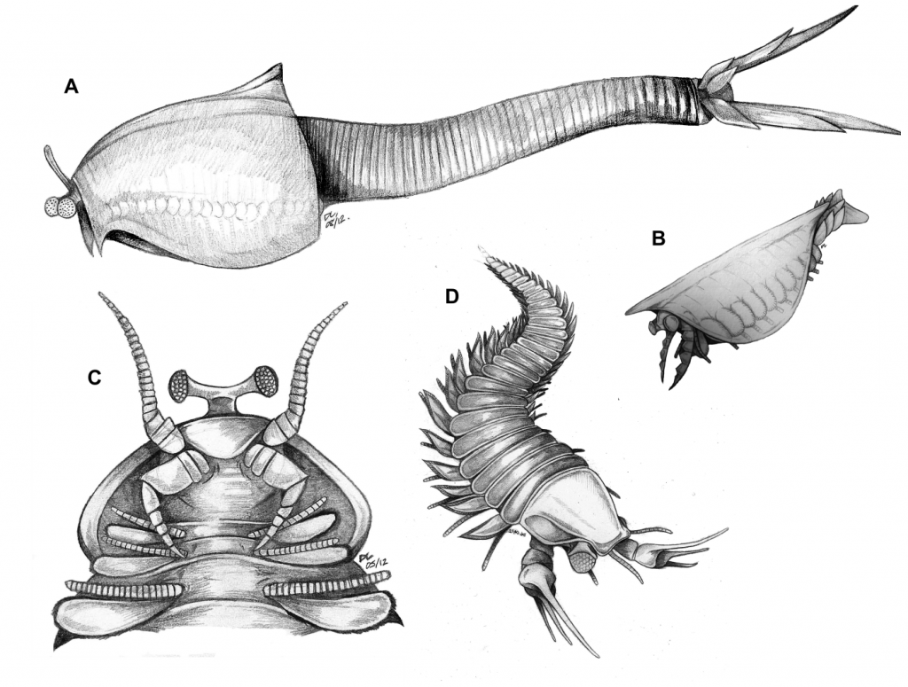 Fossil Focus: Cambrian arthropods – PALAEONTOLOGY[online]