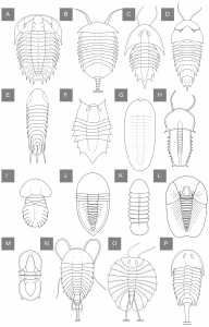 Fossil Focus: Cambrian arthropods – PALAEONTOLOGY[online]
