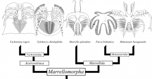 Fossil Focus: Cambrian arthropods – PALAEONTOLOGY[online]