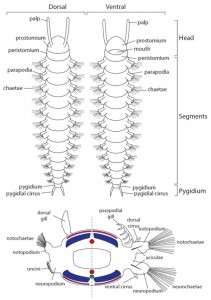 Fossil Focus: Annelids – PALAEONTOLOGY[online]