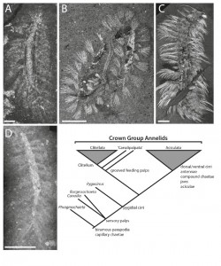 Fossil Focus: Annelids – PALAEONTOLOGY[online]