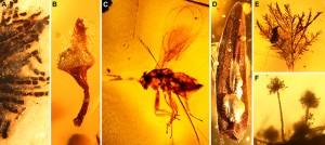 Fossil focus: Stuck in time — life trapped in amber – PALAEONTOLOGY[online]