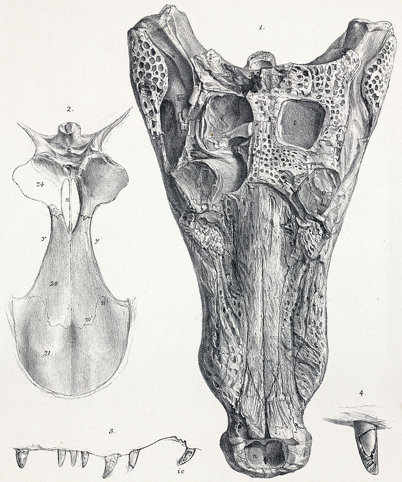Fossil Focus: Mesozoic crocodyliforms – PALAEONTOLOGY[online]