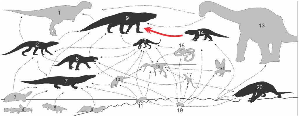 Fossil Focus: Mesozoic crocodyliforms – PALAEONTOLOGY[online]