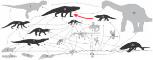 Fossil Focus: Mesozoic crocodyliforms – PALAEONTOLOGY[online]
